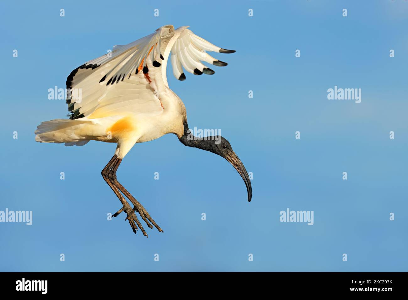 An African sacred Ibis (Threskiornis aethiopicus) in flight with open ...