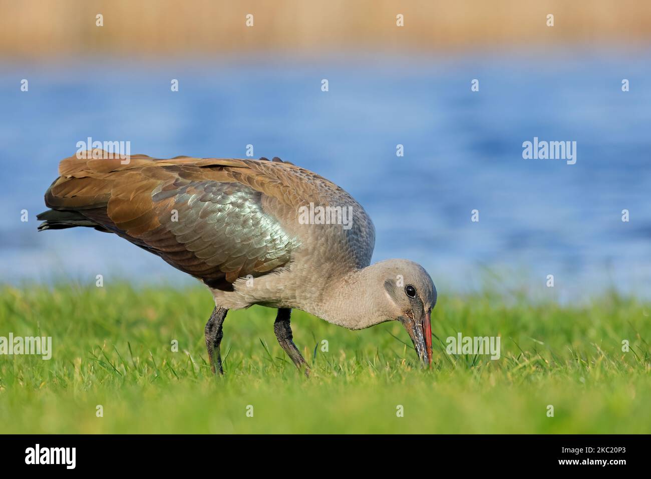 The hadeda ibis hi-res stock photography and images - Alamy