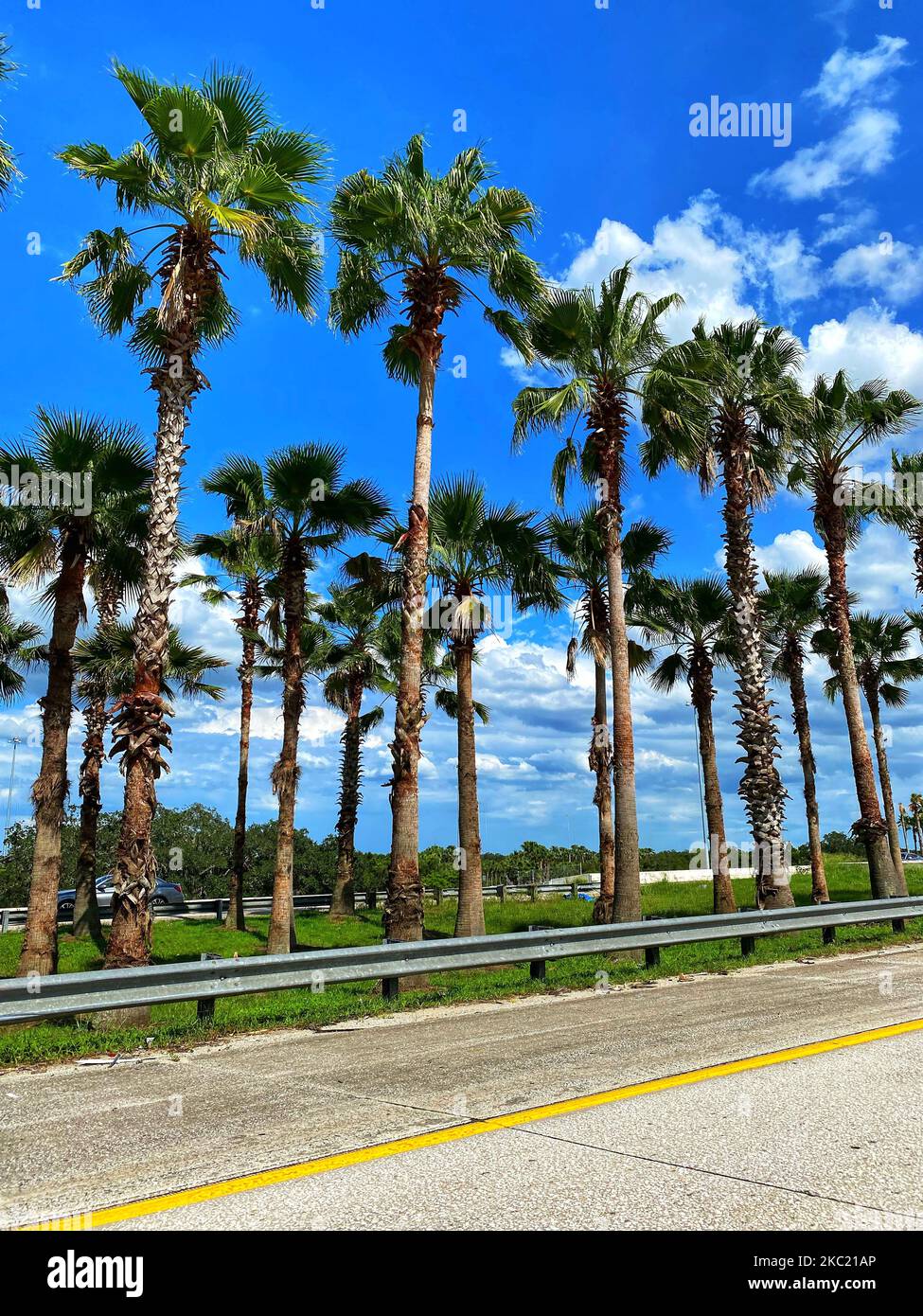 Palm trees behind the fence hi-res stock photography and images - Alamy