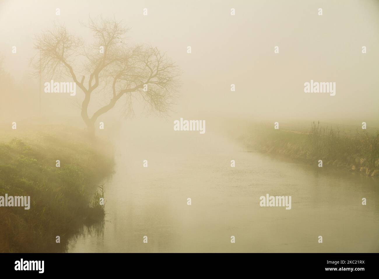 Outlines of tree over a bank of a river in heavy foggy morning ...