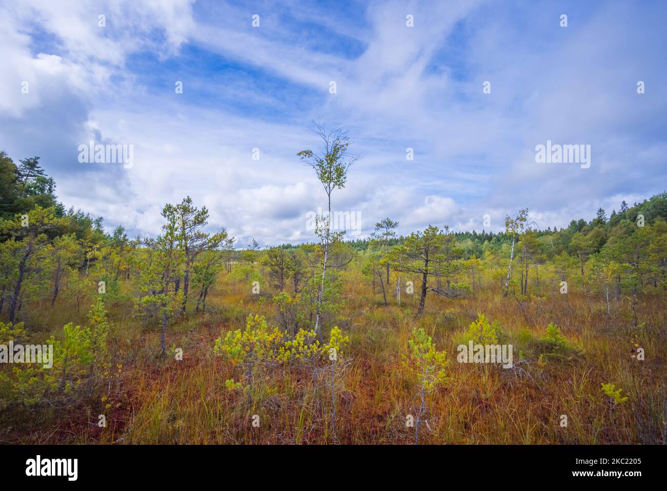 Beautiful landscape in the swamp with young pine trees Stock Photo - Alamy
