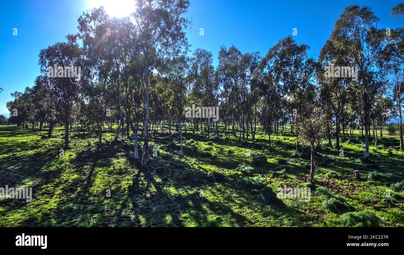 Aerial view of grove trees on a green meadow in the Golan heights ...