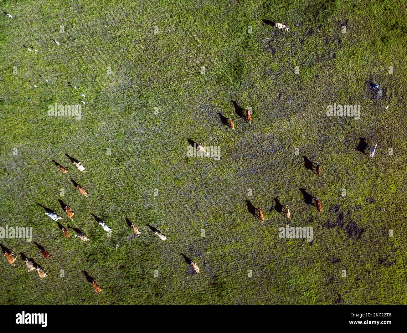 Live cow white background hi-res stock photography and images - Alamy