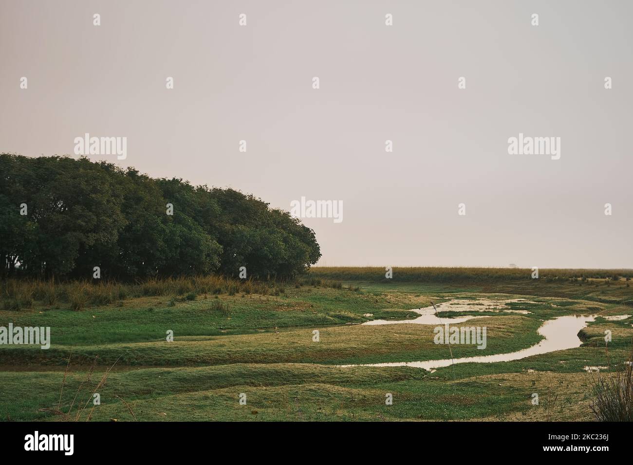 The river surrounded by green field and dense trees on a grey day Stock ...