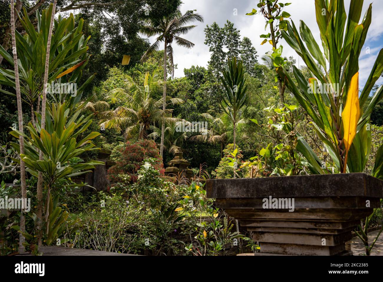 A beautiful view of tropical plants growing in the jungle Stock Photo ...