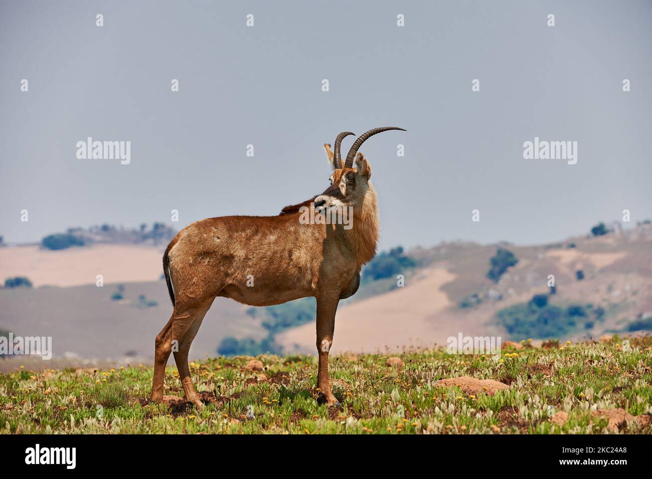 Nyika plateau national park hi-res stock photography and images - Alamy