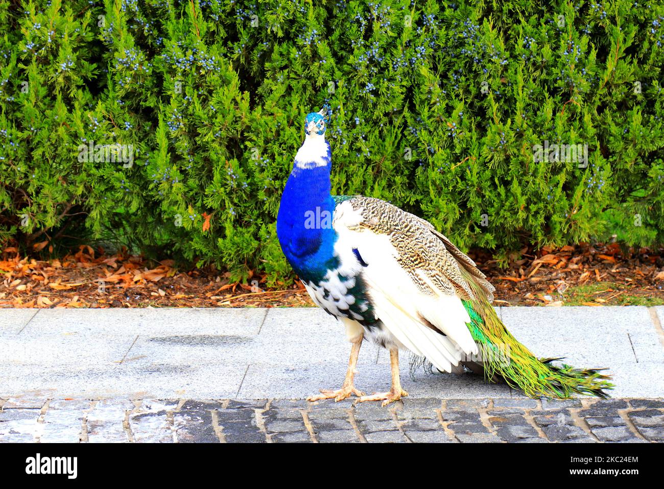 Peafowl long colorful feathers close hi-res stock photography and ...
