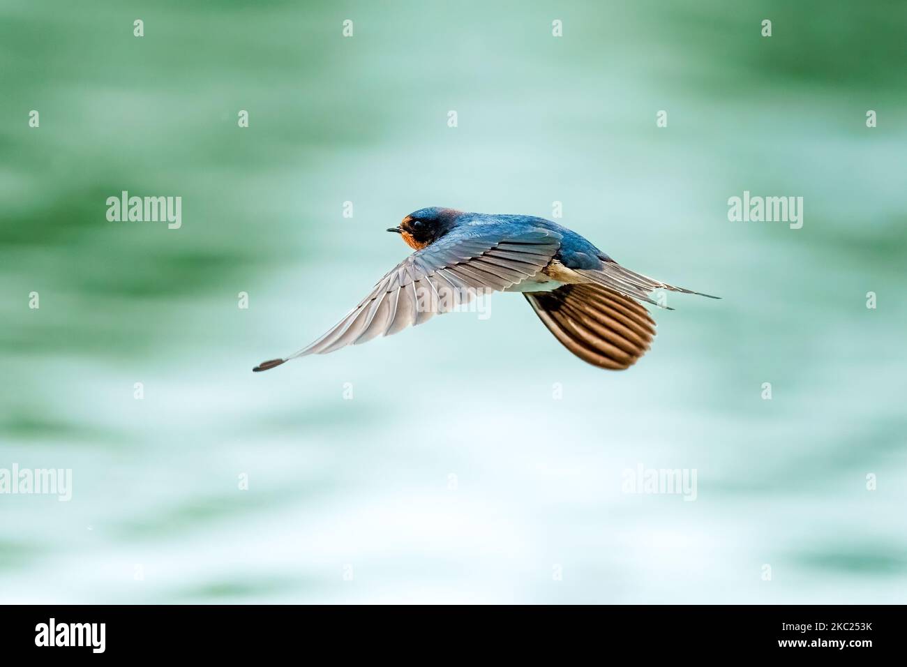 A low angle shot of a barn swallow bird flying in a clear sky Stock ...