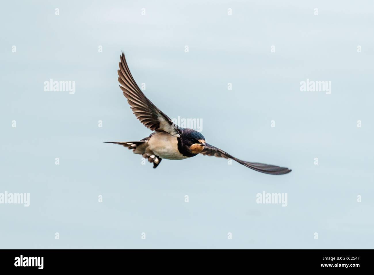 A low angle shot of a barn swallow bird flying in a clear sky Stock ...