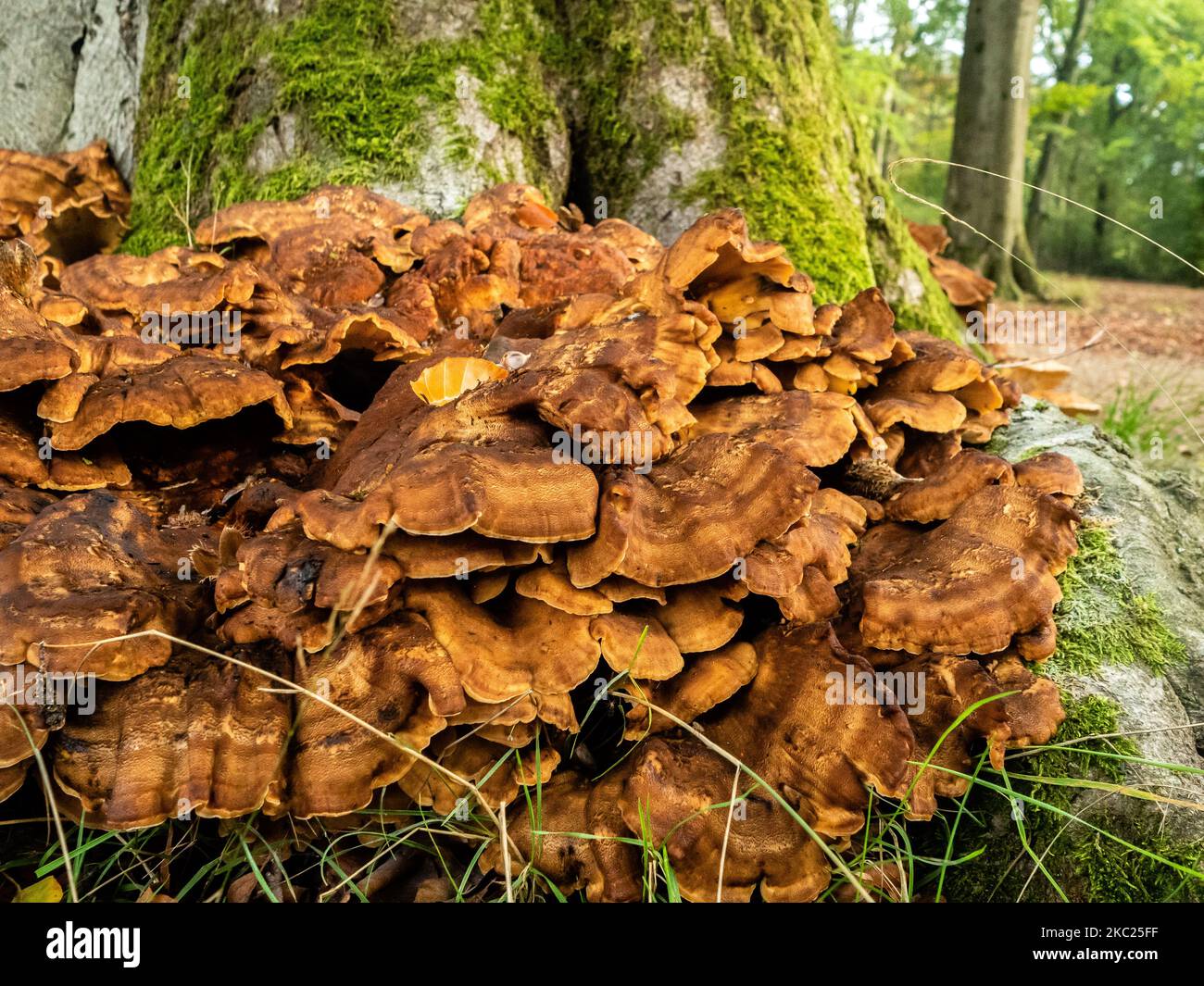 October 18th, Nijmegen. During the season, the landscape in The ...