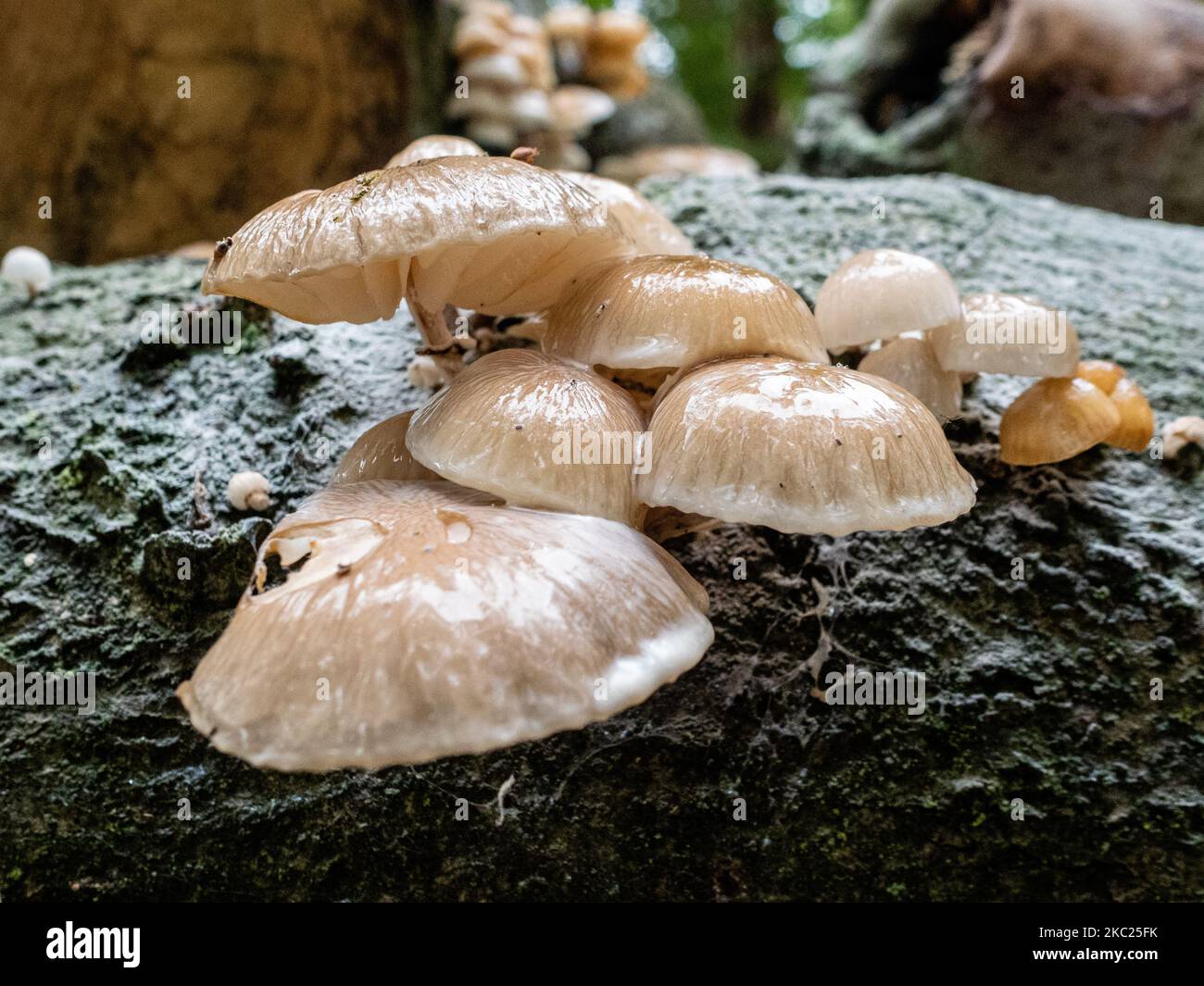 October 18th, Nijmegen. During the season, the landscape in The ...