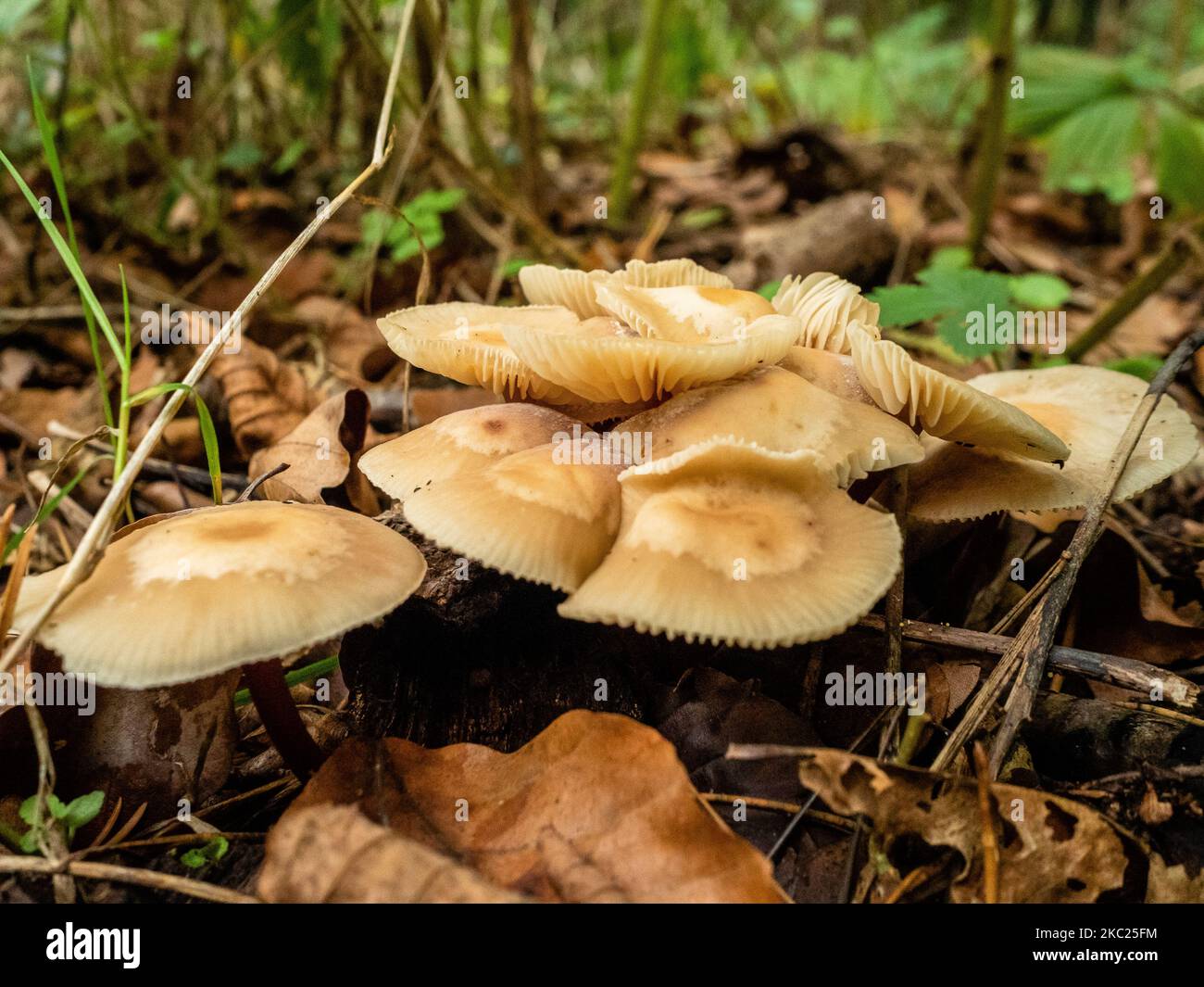 October 18th, Nijmegen. During the season, the landscape in The ...
