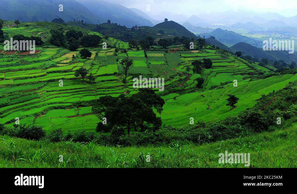 Agricultural paddy fields are seen greenery in the hill station of one ...