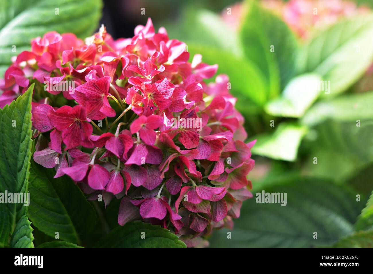 Hydrangea garden large hi-res stock photography and images - Alamy
