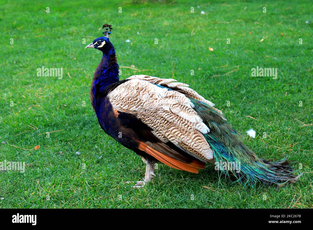 Magnificent peacock in autumn with long tail and feathers walks on ...