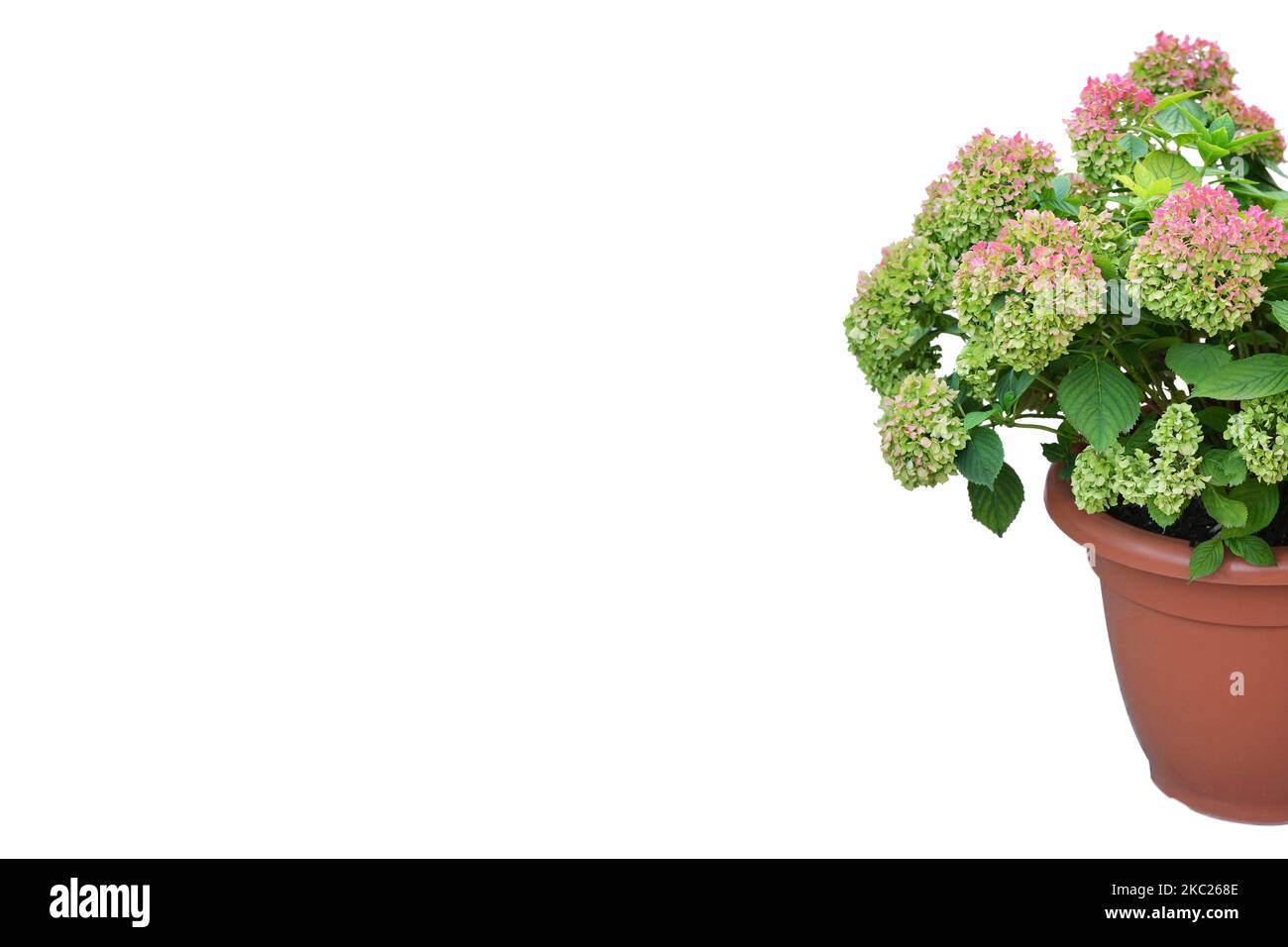 Potted hydrangea flower plant isolated on white background with copy ...