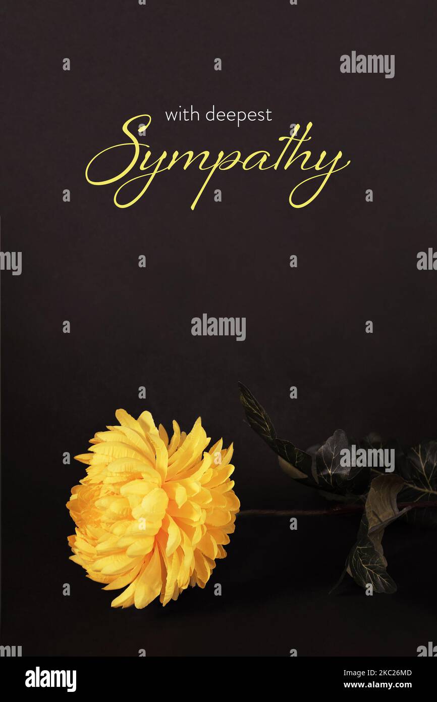 Sympathy card with yellow chrysanthemum on black grunge background ...