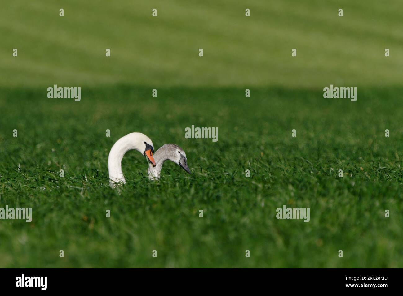 Two swan heads hi-res stock photography and images - Alamy