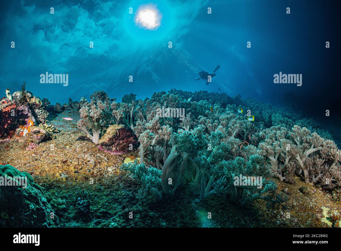 Cross Wreck, Manokwari, Papua, Indonesia. WW2 shipwreck Stock Photo - Alamy