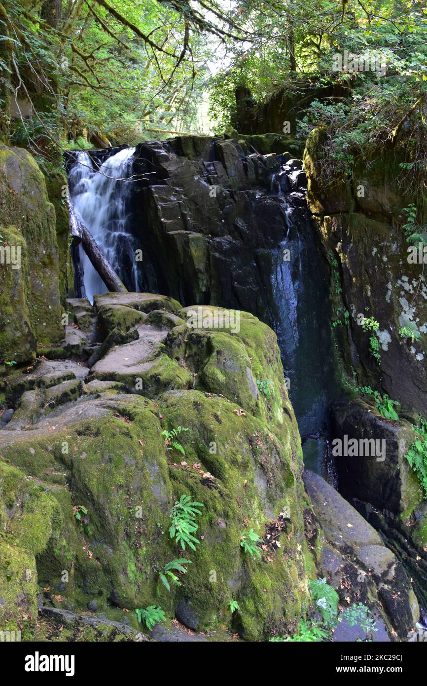 Sweet Creek Falls Waterfall along Hiking Trail Complex near Mapleton ...