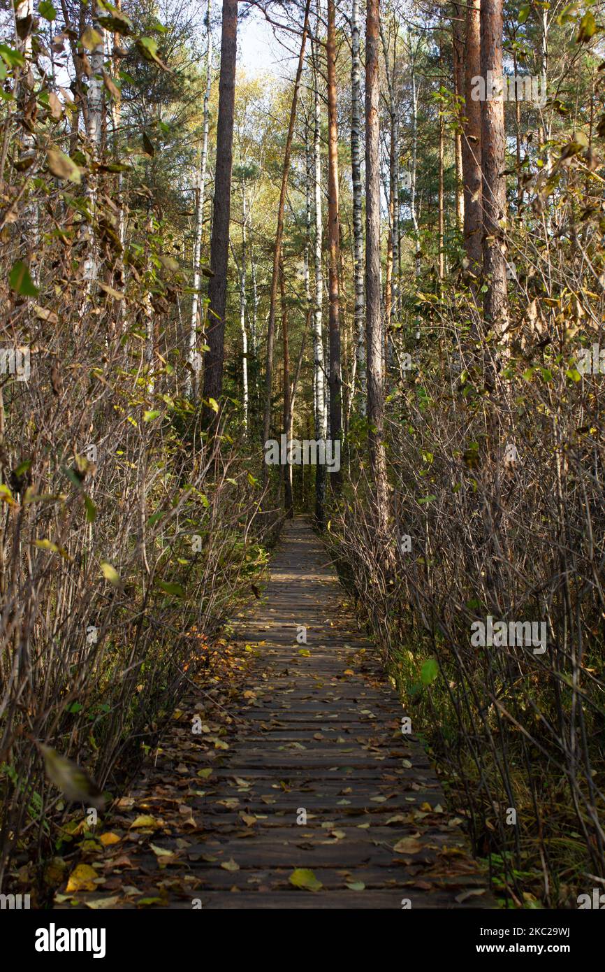 A vertical view of a pathway in a forest during autumn Stock Photo - Alamy