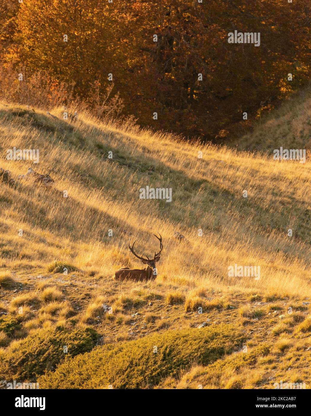 A male of red deer during autumn season and colors in Abruzzo, Lazio ...