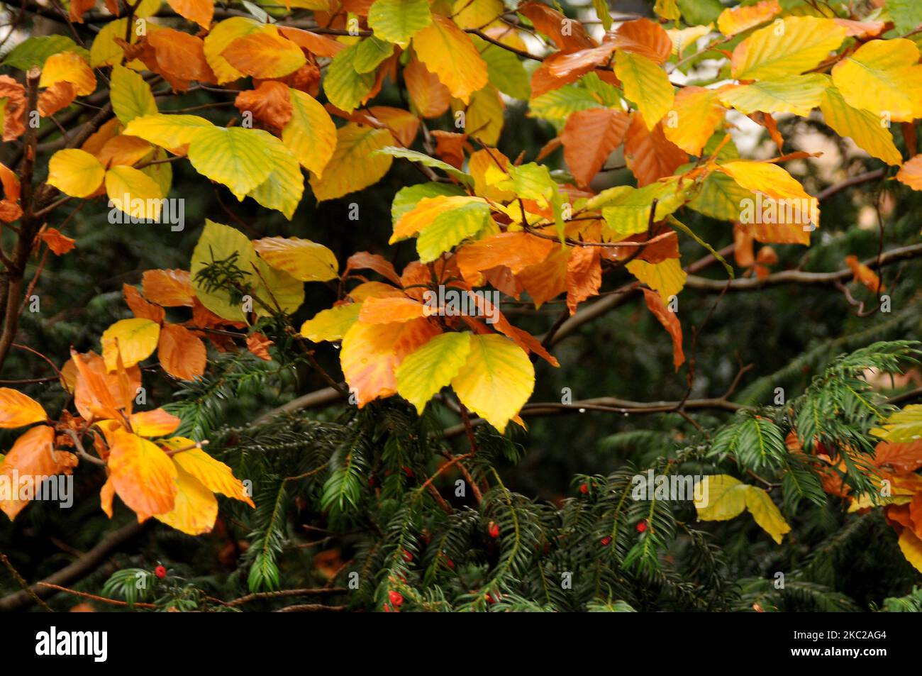 Copenhagen/Denmark/04 November 2022/Autumn or fall colour of tree and ...