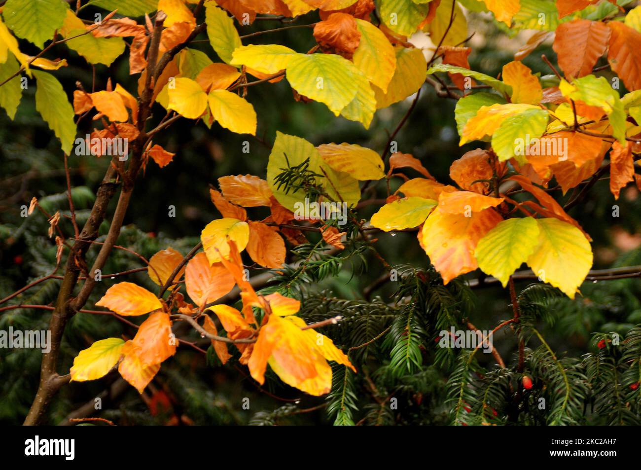 Copenhagen/Denmark/04 November 2022/Autumn or fall colour of tree and ...