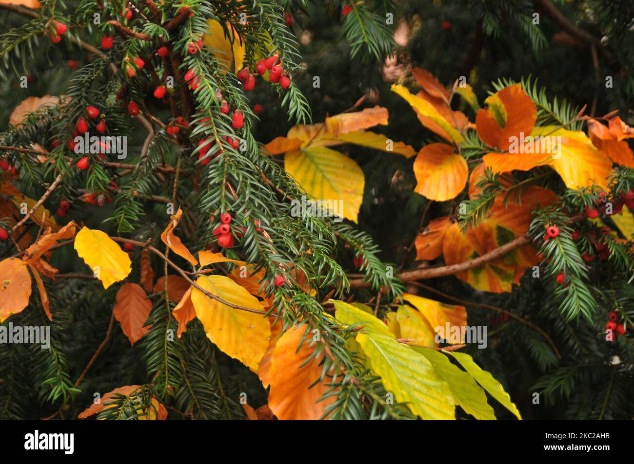 Copenhagen/Denmark/04 November 2022/Autumn or fall colour of tree and ...