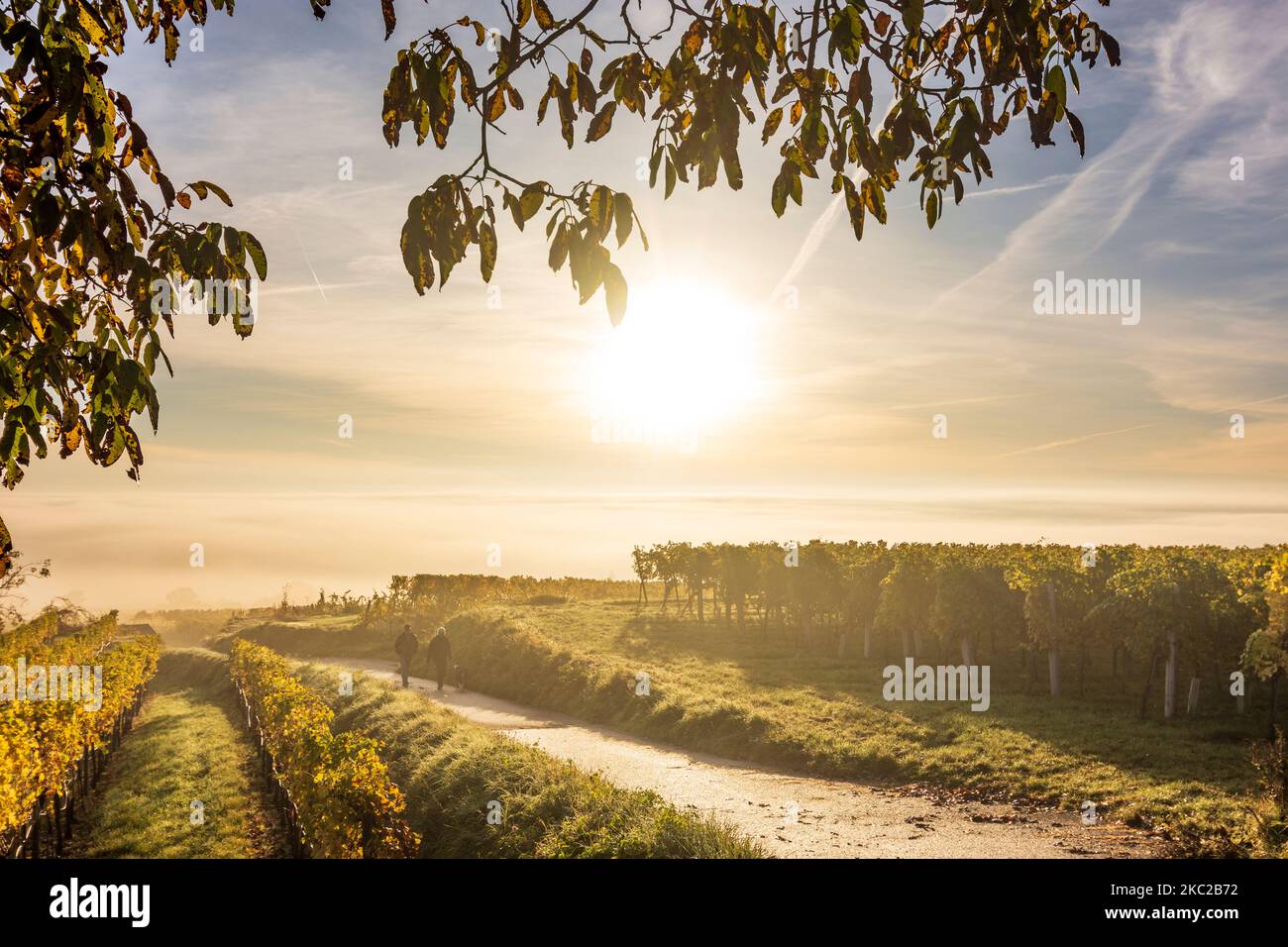 Wine growing region of traisental wine country hi-res stock photography ...