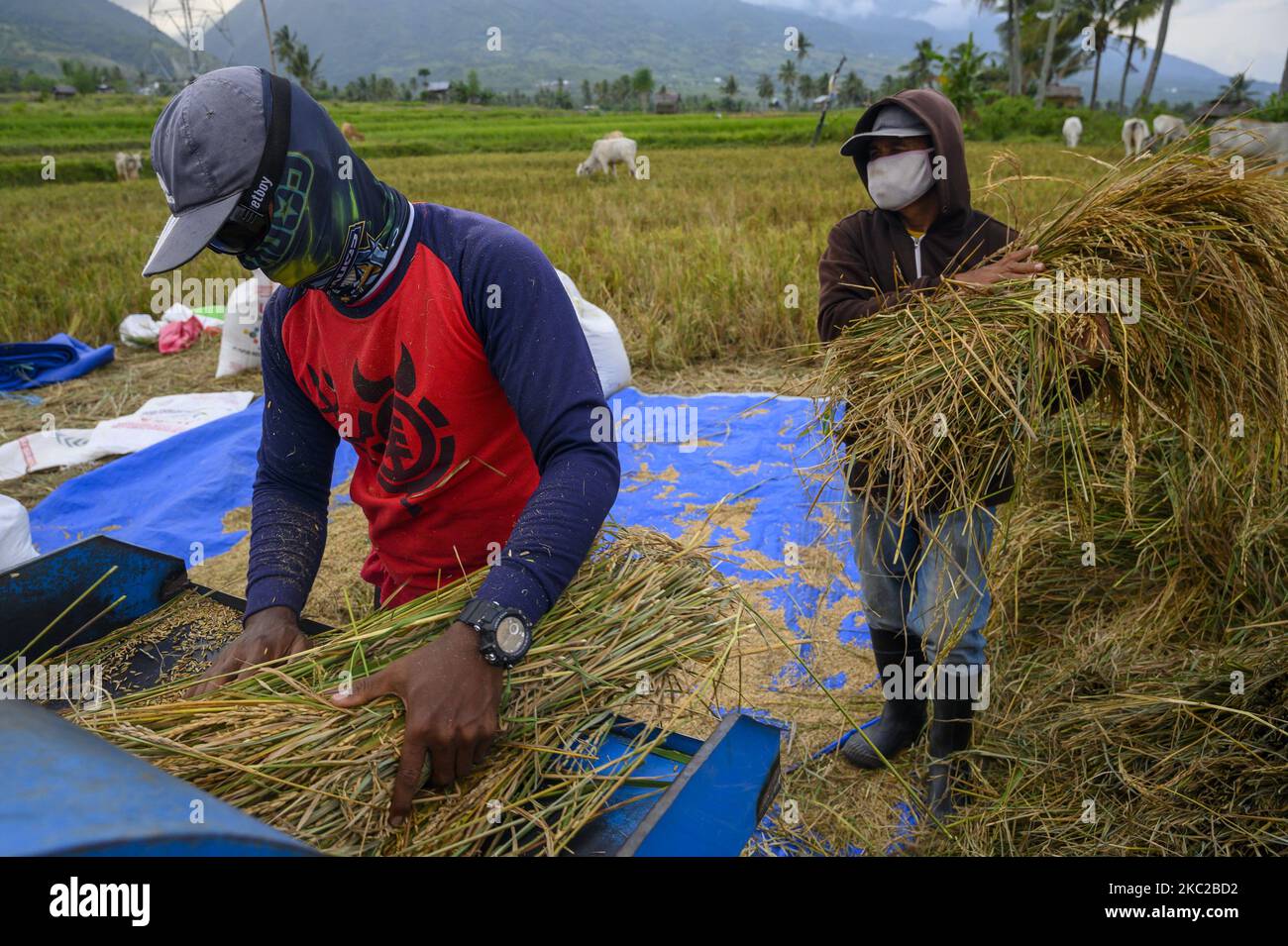 Tons of milled dry unhulled rice hi-res stock photography and images ...