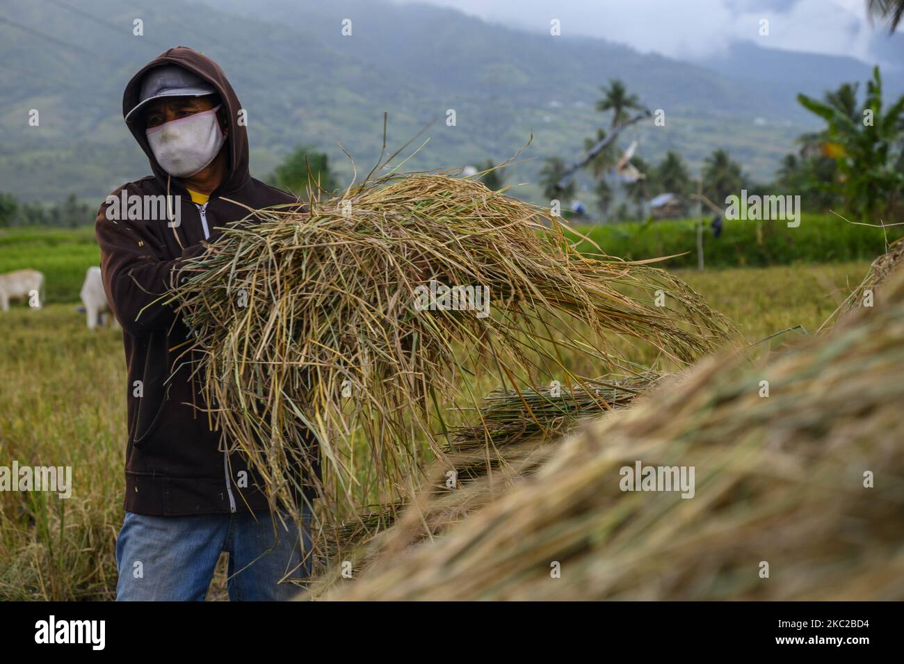 Tons of milled dry unhulled rice hi-res stock photography and images ...