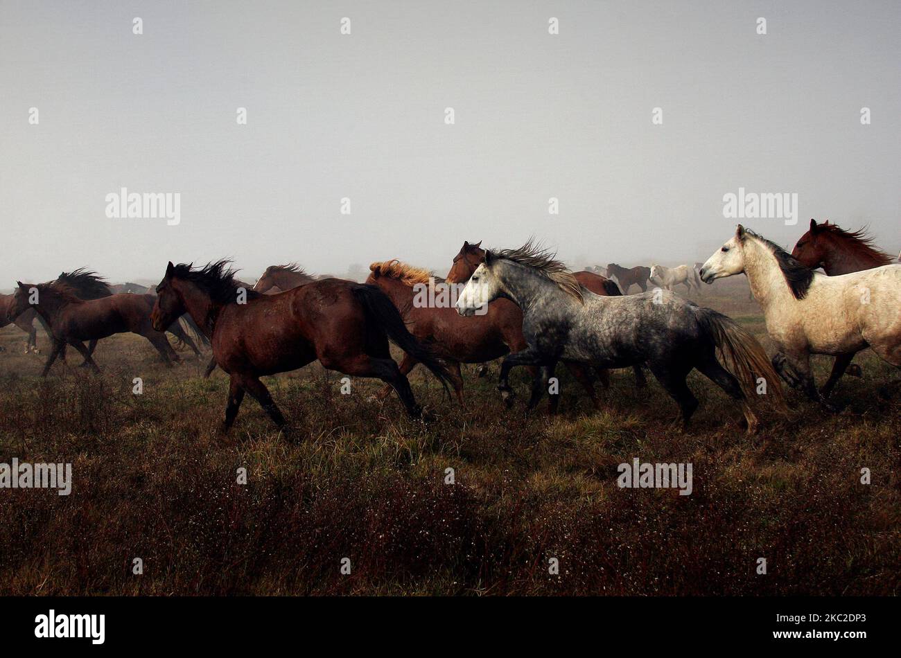 Flying gallop hi-res stock photography and images - Alamy