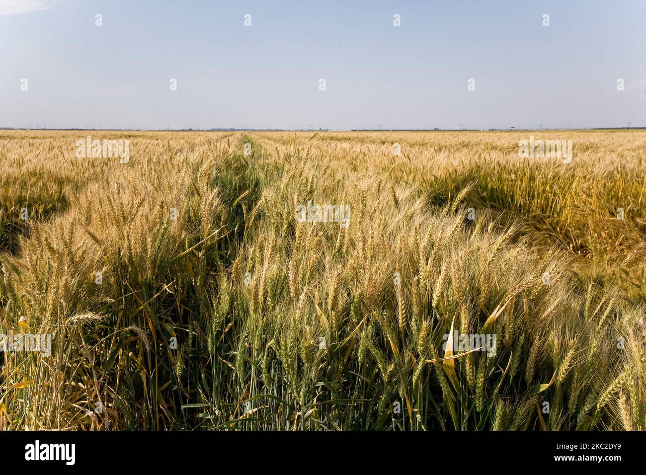 An abundance of wheat hi-res stock photography and images - Alamy