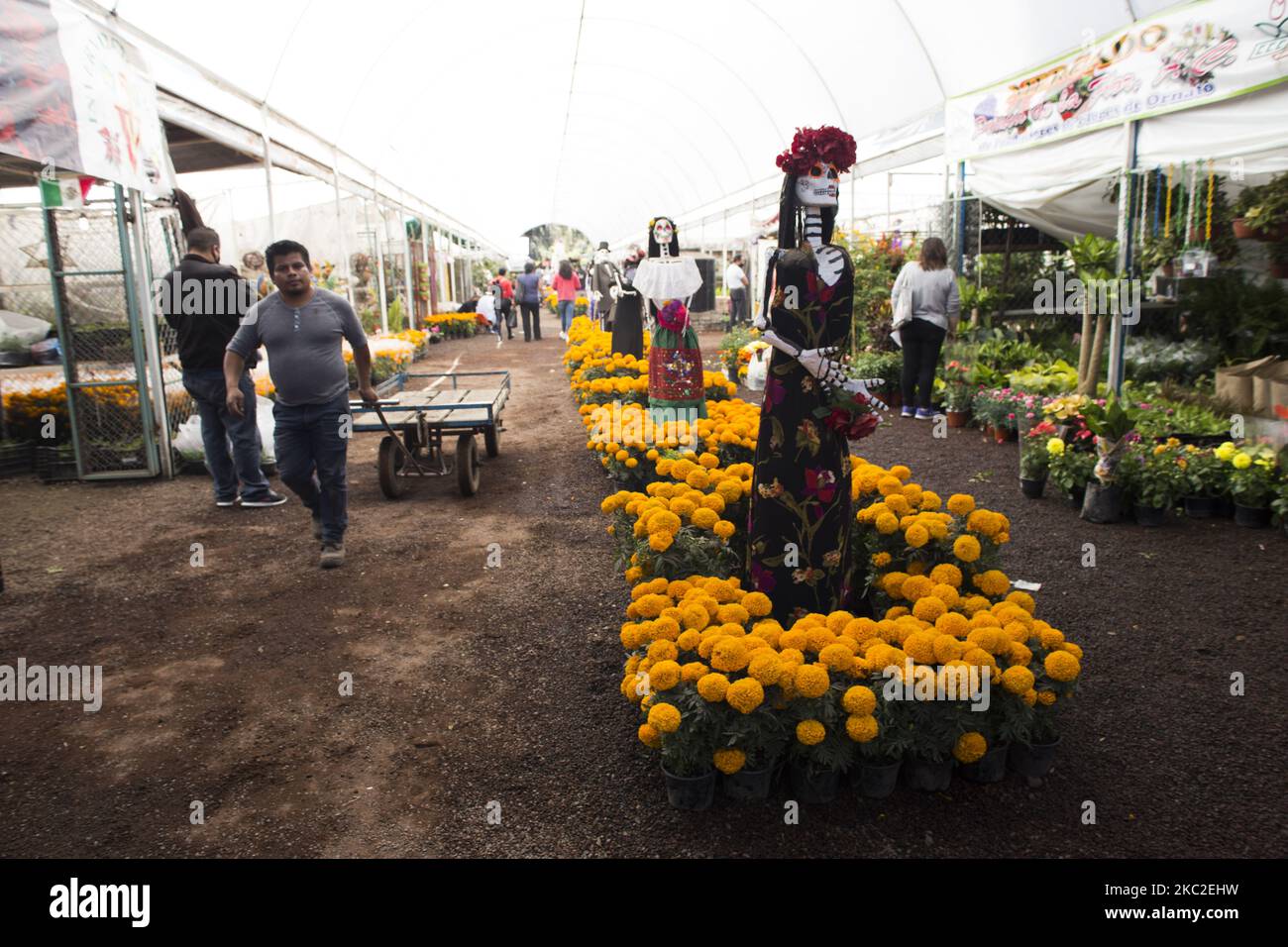 Ornamental plant producers hi-res stock photography and images - Alamy