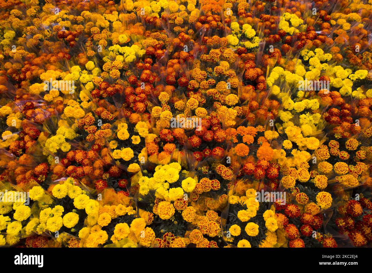 Palacio de la Flor (Flower Palace), an association of flower and ...