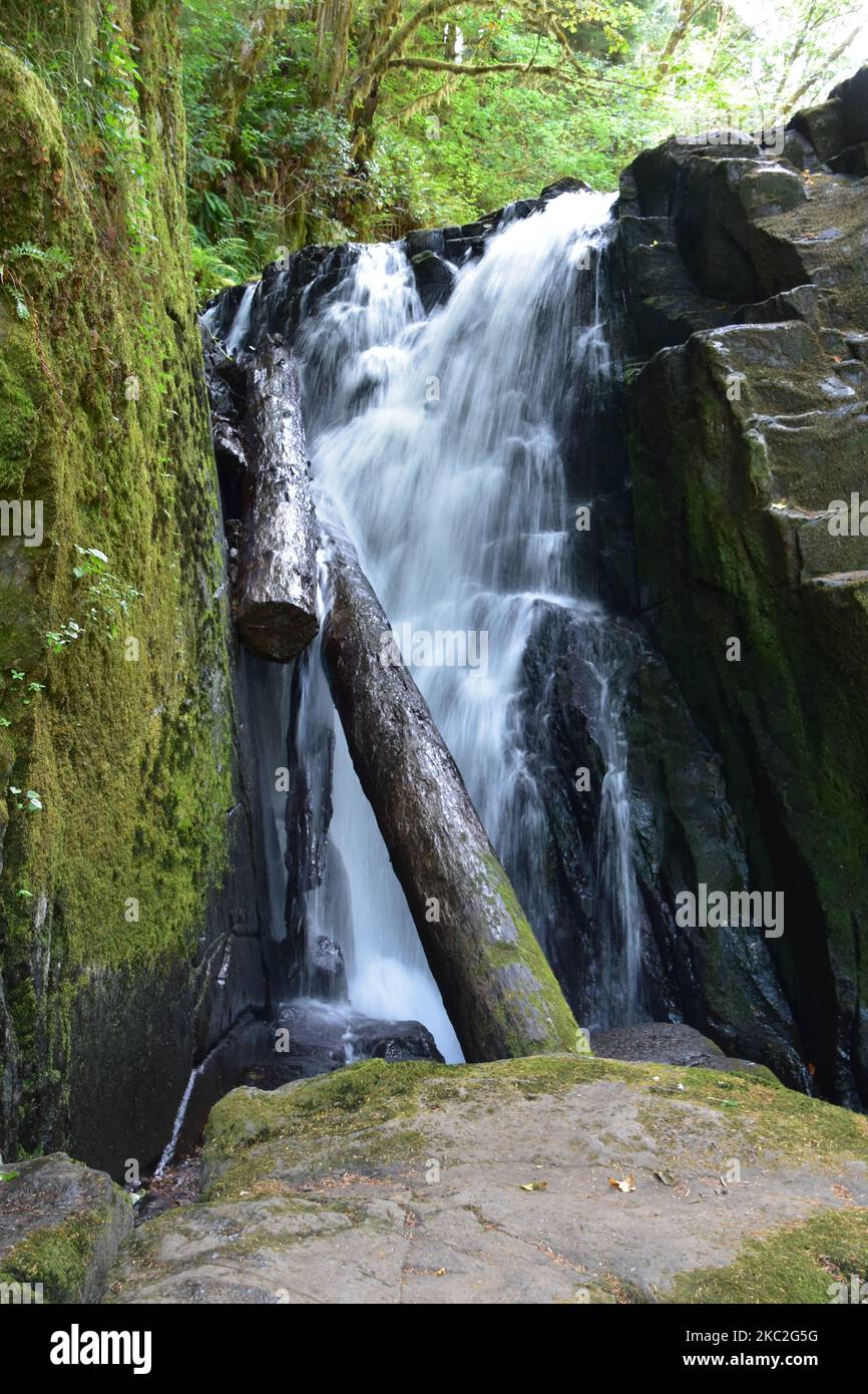Sweet Creek Falls Waterfall along Hiking Trail Complex near Mapleton ...