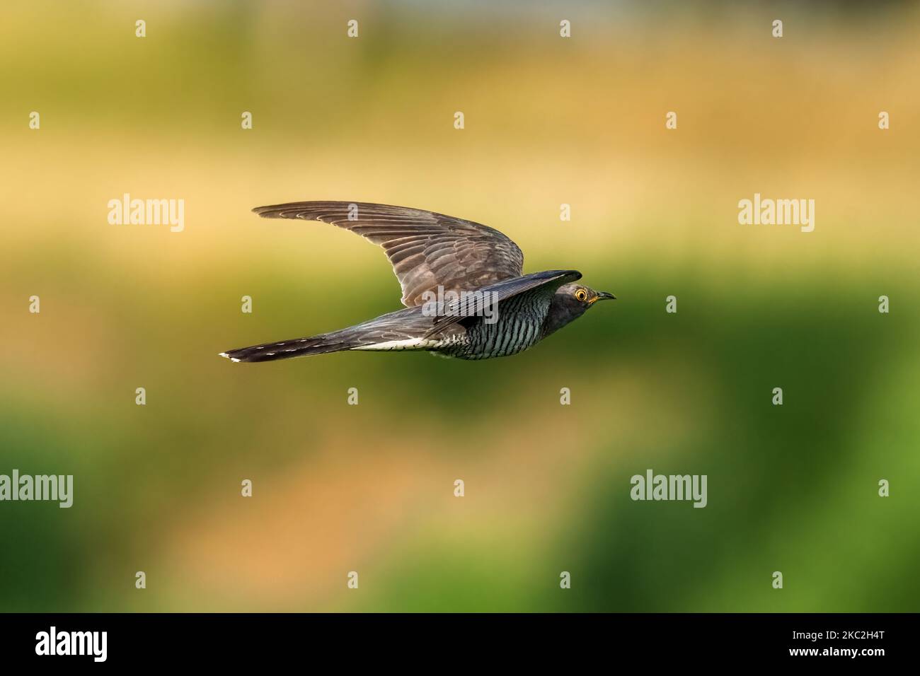 A selective shot of common cuckoo (Cuculus canorus) known as a Lazy ...