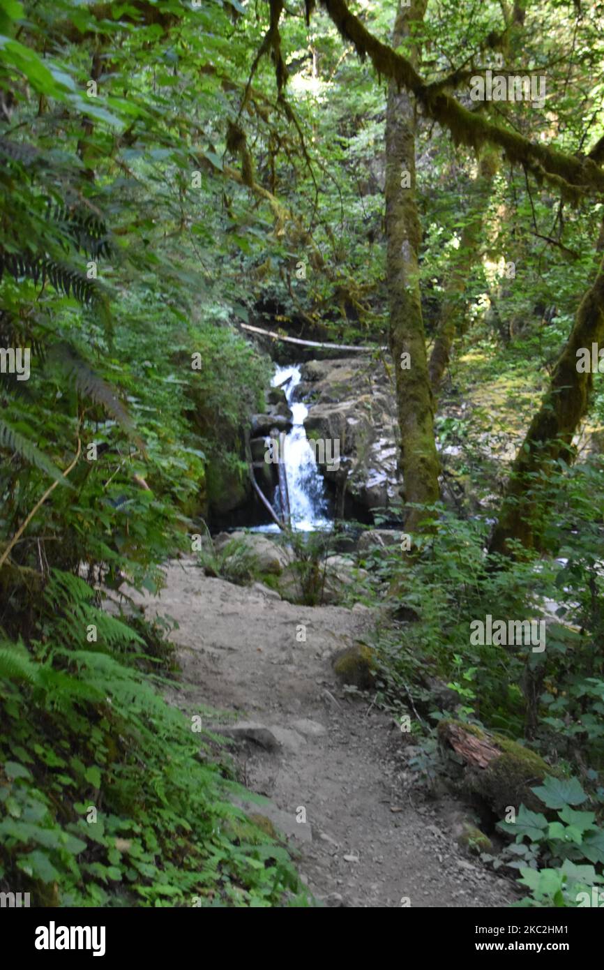 Sweet Creek Falls Waterfall along Hiking Trail Complex near Mapleton ...