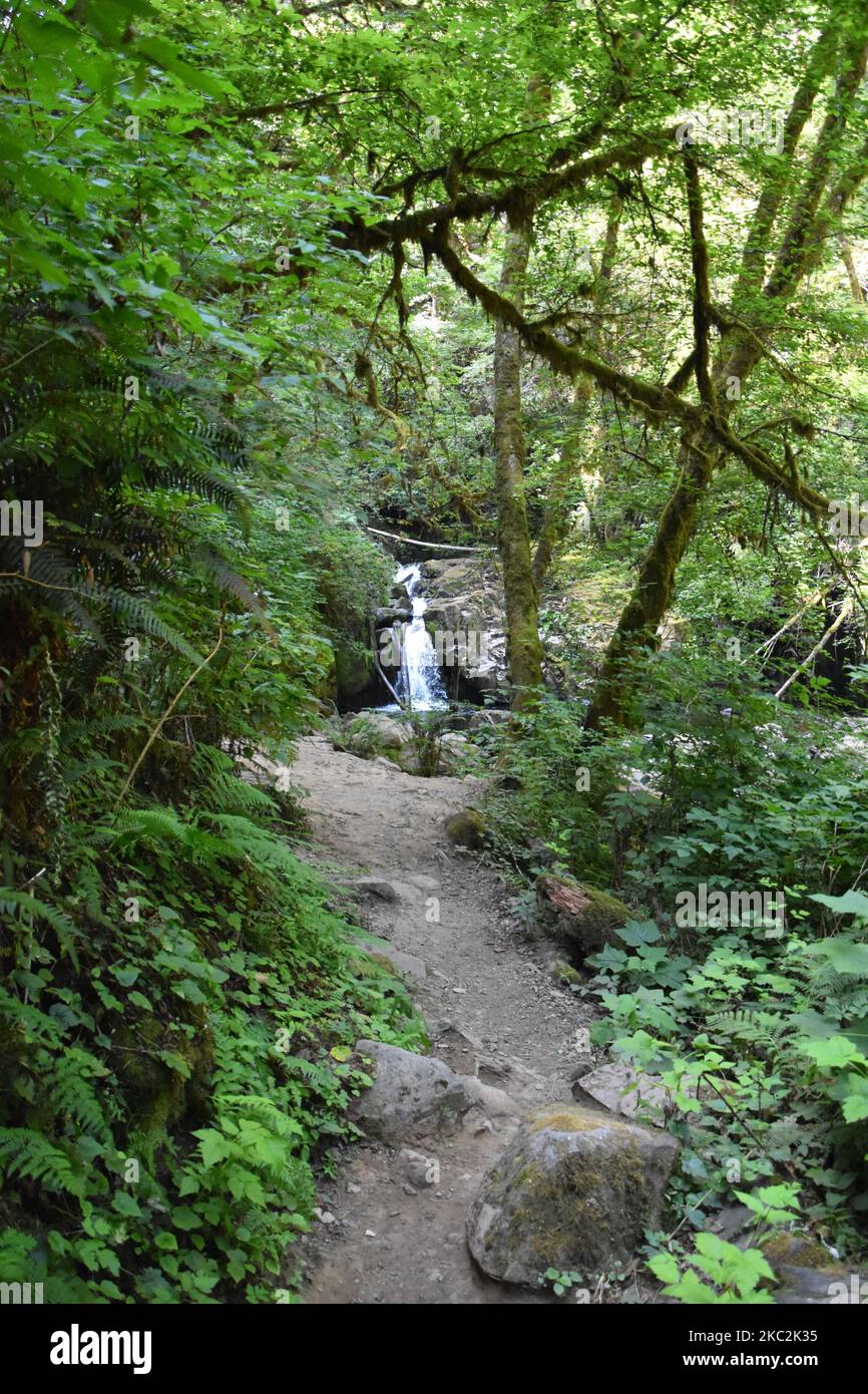 Sweet Creek Falls Waterfall along Hiking Trail Complex near Mapleton ...