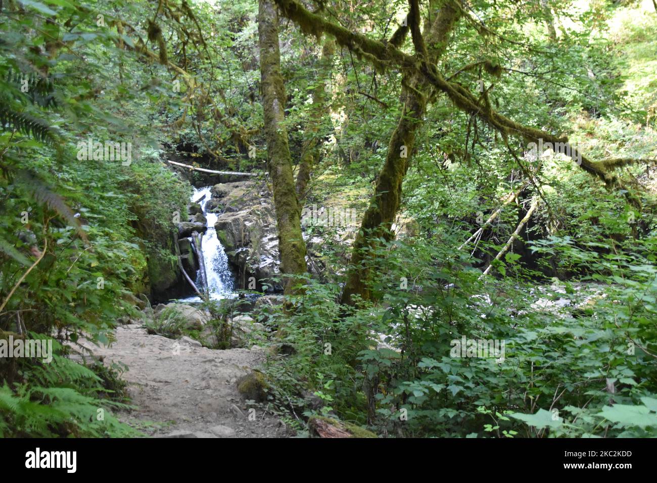 Sweet Creek Falls Waterfall along Hiking Trail Complex near Mapleton ...