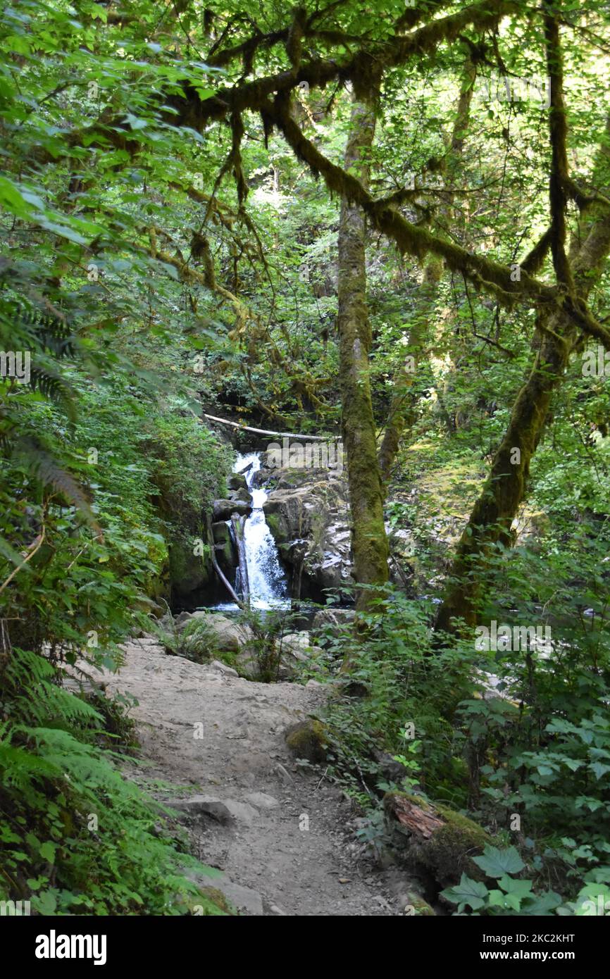 Sweet Creek Falls Waterfall along Hiking Trail Complex near Mapleton ...