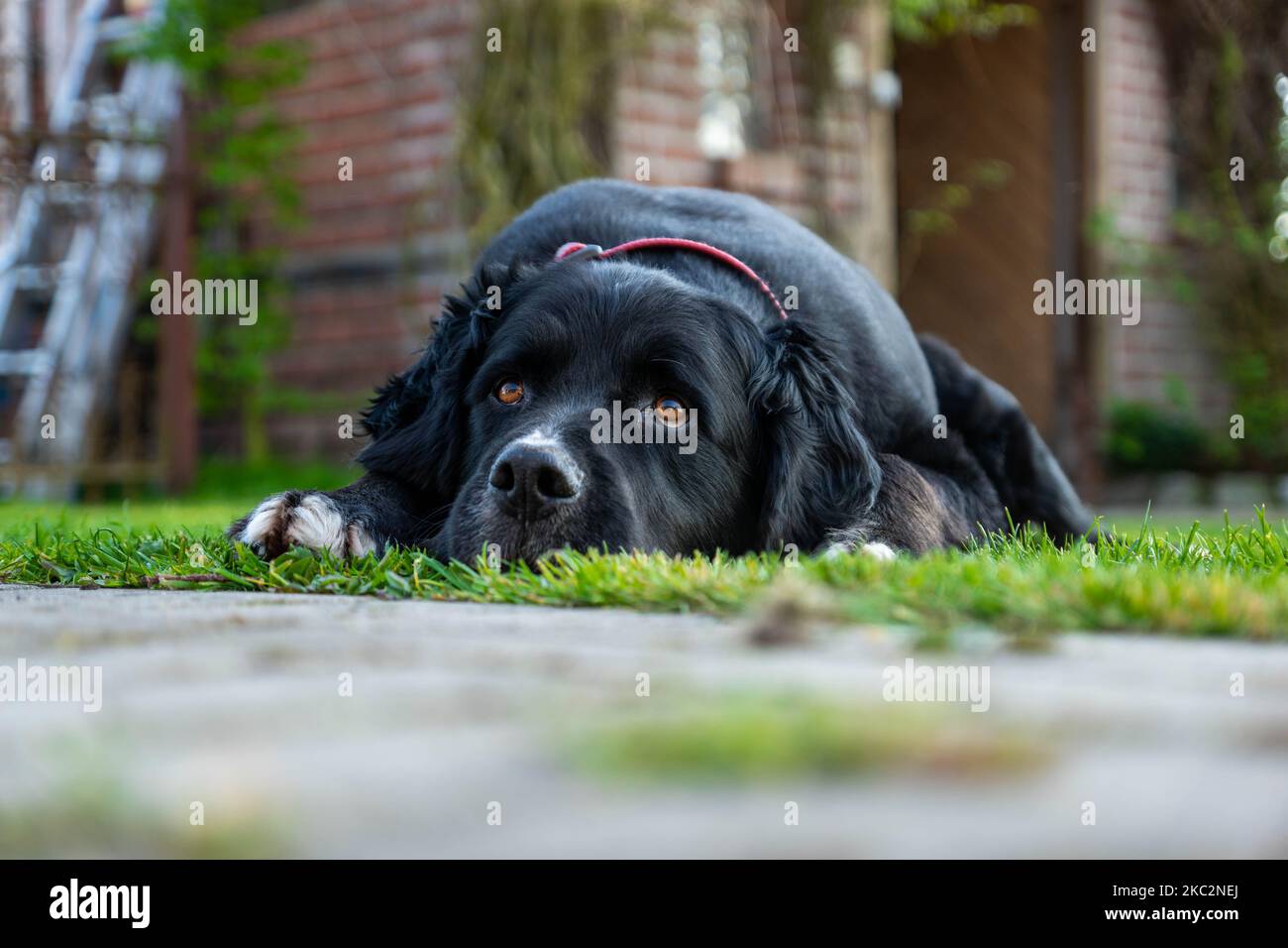 A sad portrait of a dog with black fur laying on a ground captured ...