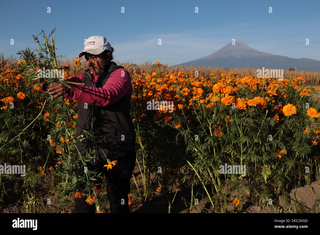 A family collects the cempasuchil flower in Puebla on the slopes of the ...