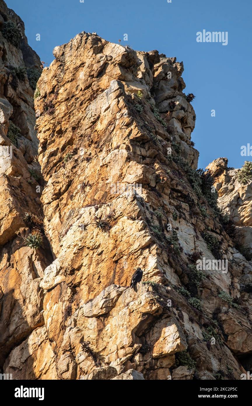 An eagle on the high mountain with rocks and wild stones, vertical ...