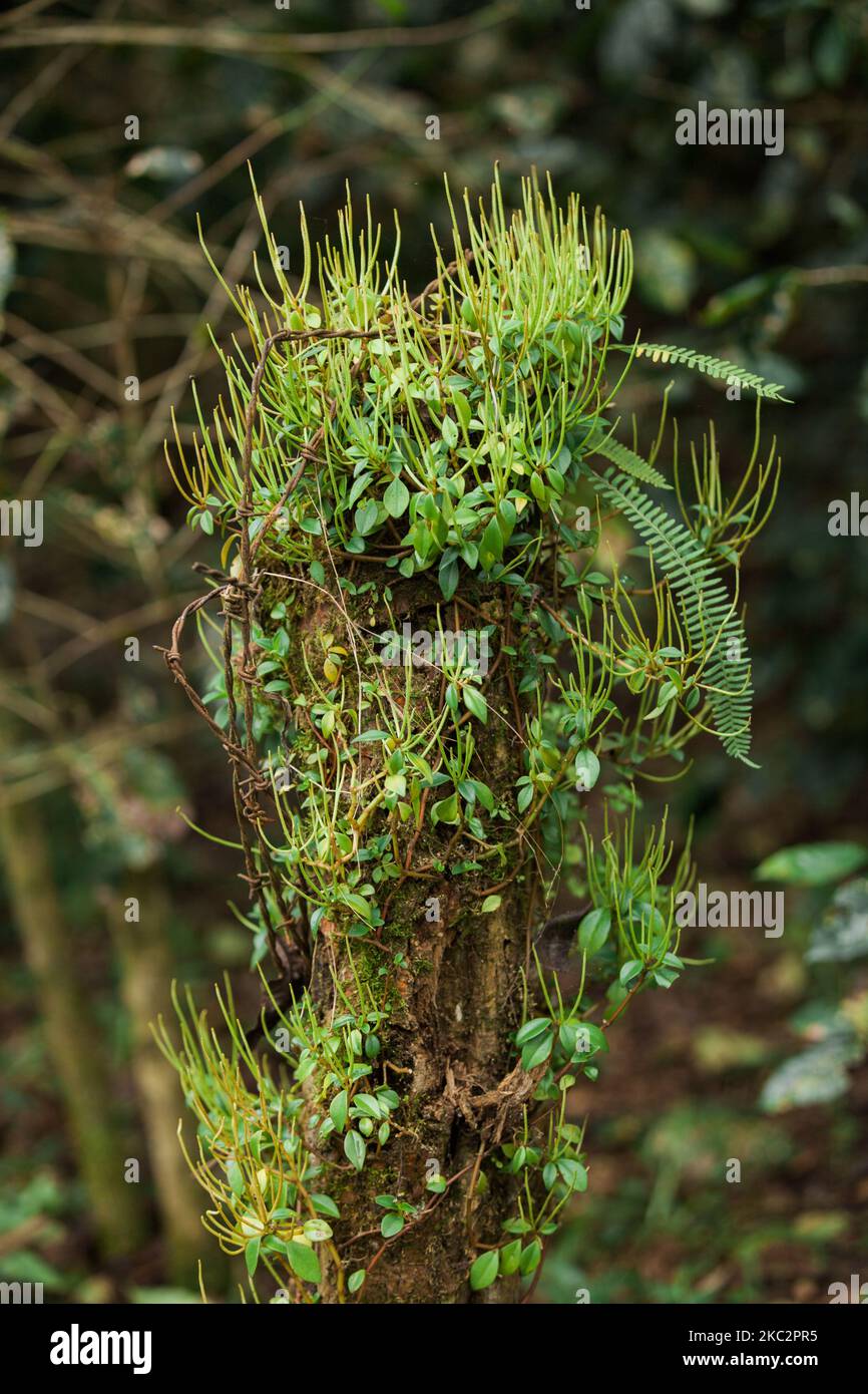 A vertical shot of strange looking plants growing out of old stump in ...