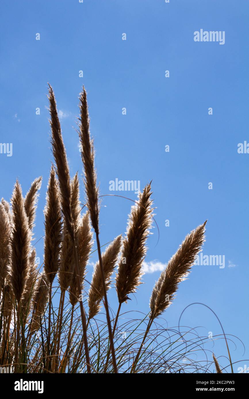 Typical flower of desert Patagonia in the shape of a feather duster or ...