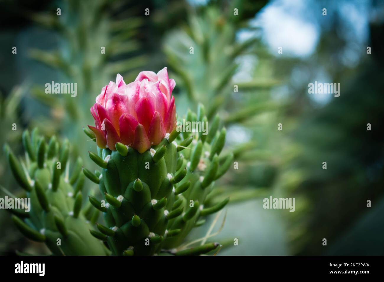 beautiful pink flower of a cactus that lives only one night Stock Photo ...