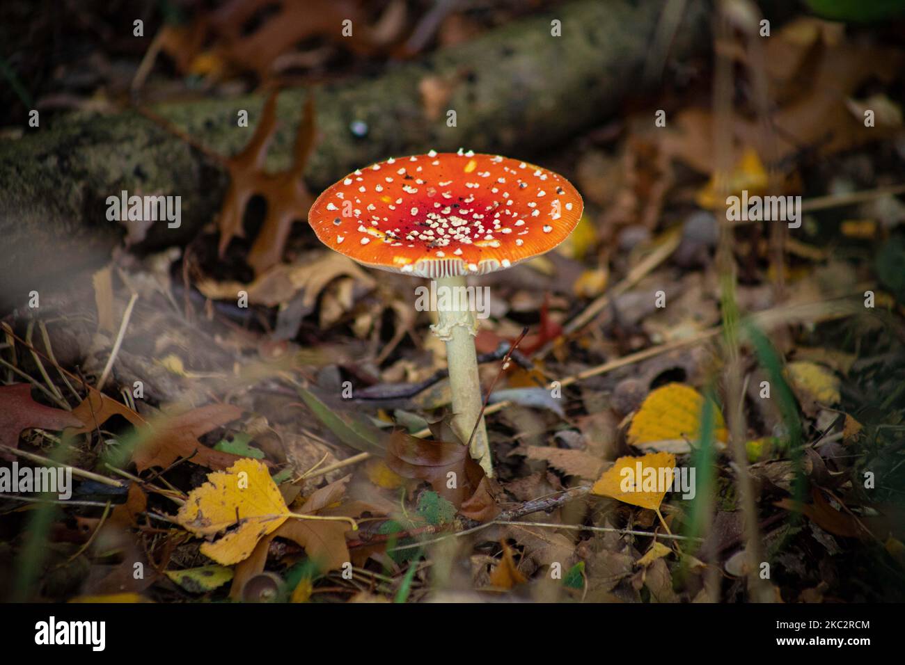 Red cup Mushroom, Wild Fly Agaric Amanita Muscaria toxic with poison ...