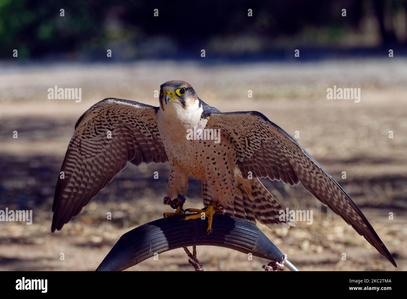 A portrait shot of Harris's hawk standing and spreading wings with blur ...